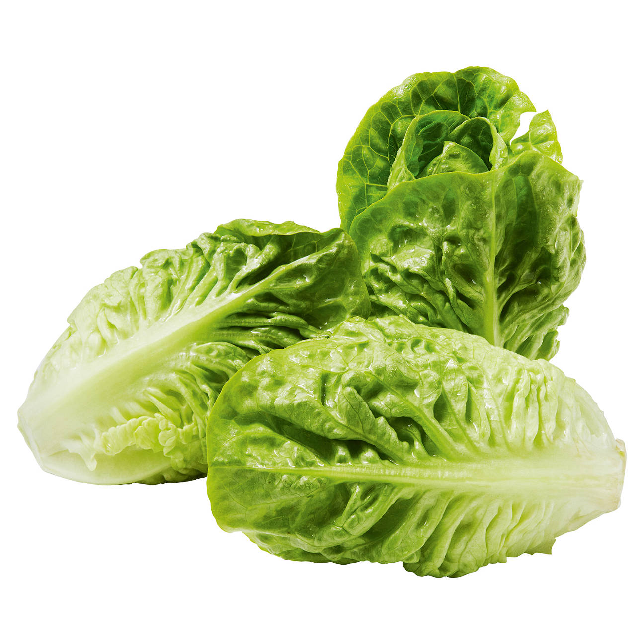 Baby Gem Lettuce 3 Pack